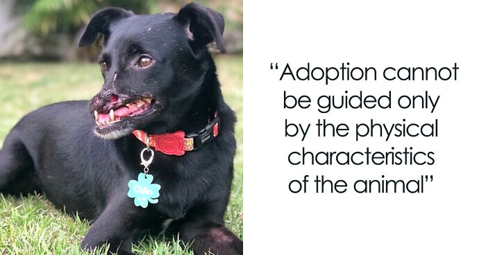Meet Odin, The Dog Who Lost Part Of His Snout In An Accident And Still ...