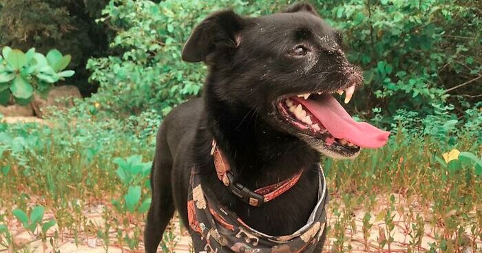 Meet Odin, The Dog Who Lost Part Of His Snout In An Accident And Still ...