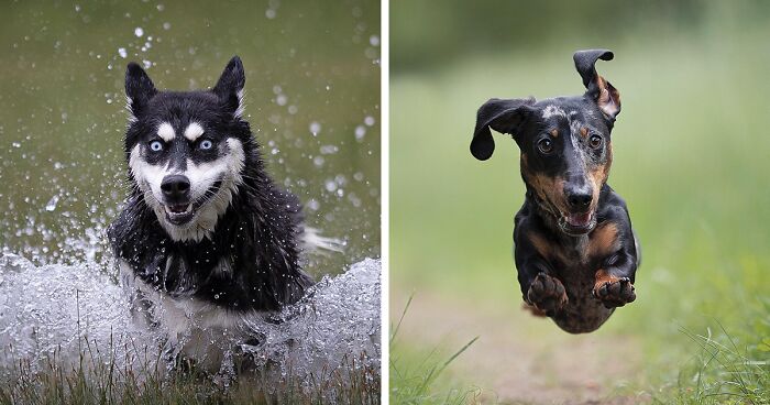 Dogs In Action: 25 Cute Photos I Took | Bored Panda