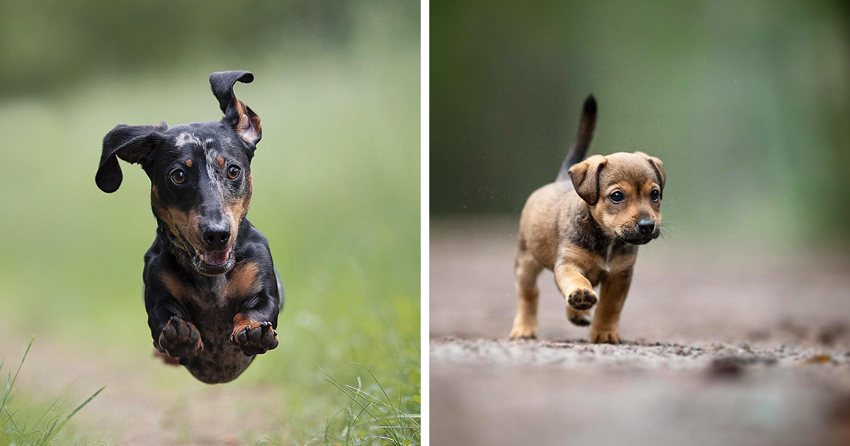 I Captured Dogs On The Run, And The Results Are The Most Adorable Faces ...