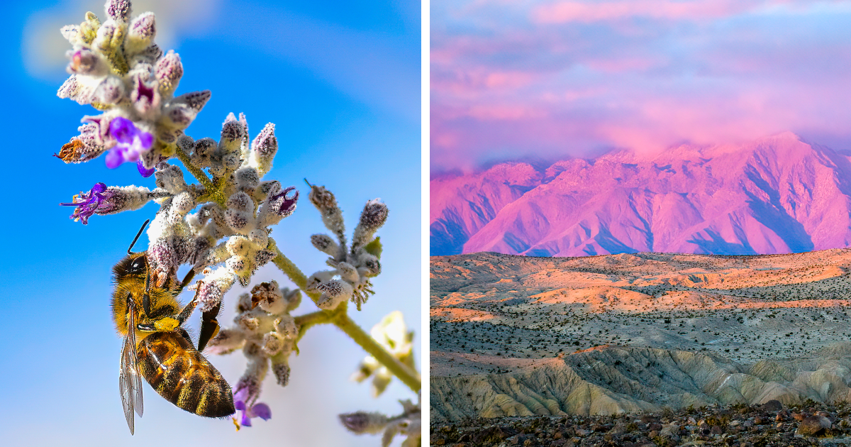 The Beauty Of Anza Borrego Desert State Park In Southern California (16 ...