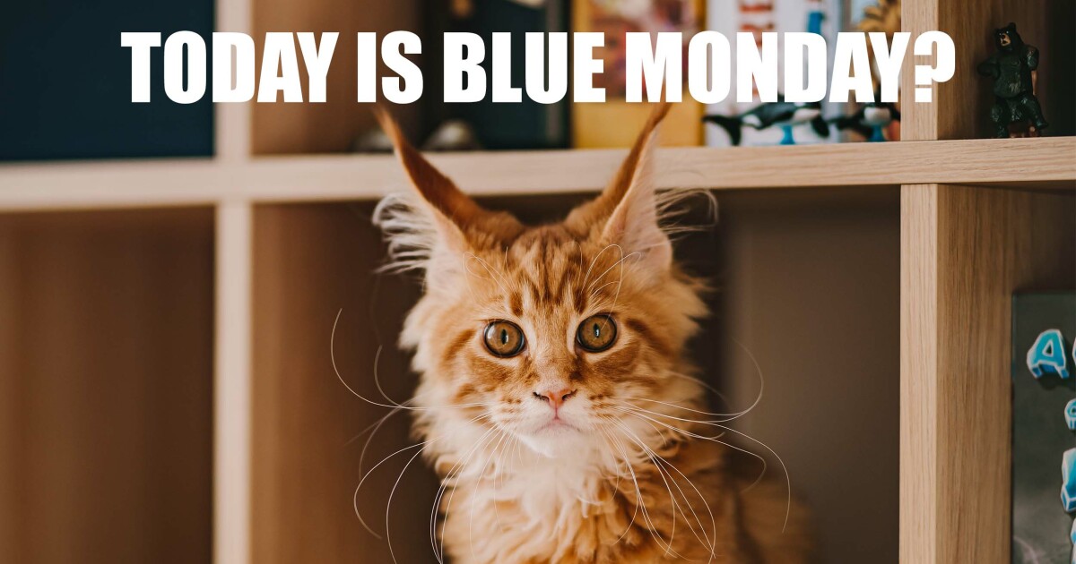 Monday Cat