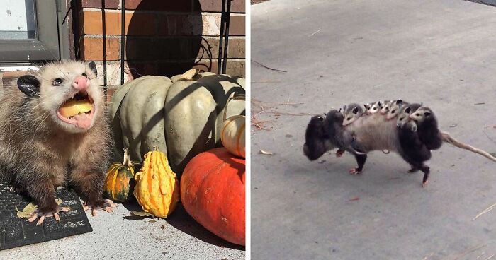 50 Times People Captured Possums And Opossums Doing Ridiculous And ...