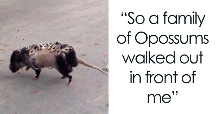 50 Times People Captured Possums And Opossums Doing Ridiculous And ...