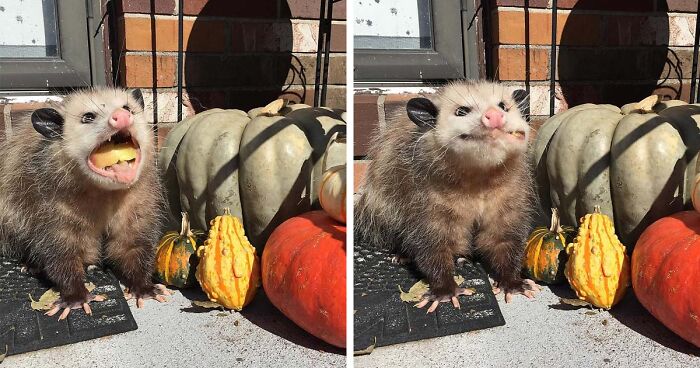 50 Times People Captured Possums And Opossums Doing Ridiculous And ...