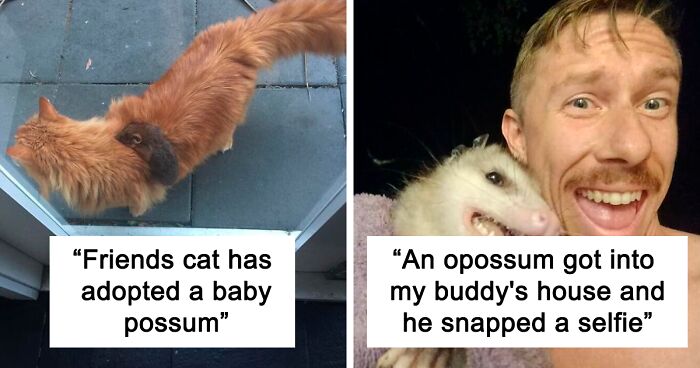 50 Times People Captured Possums And Opossums Doing Ridiculous And ...