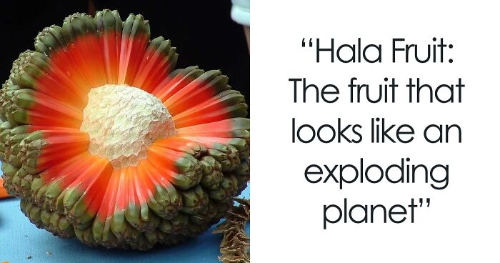 50 Visually Pleasing Examples Of Geometrical Symmetry In Nature (New ...