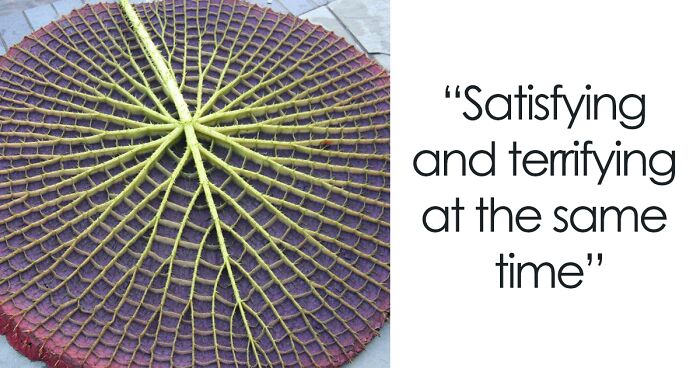 50 Visually Pleasing Examples Of Geometrical Symmetry In Nature (New ...