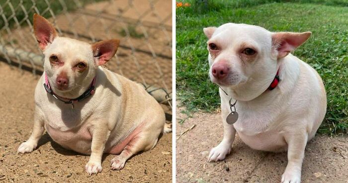 This Chihuahua Was Left In A Shelter To Be Euthanized Because Of Her Weight