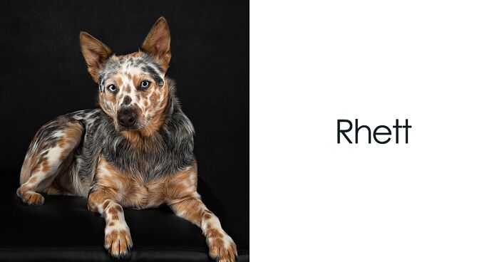 I Photographed Dogs With Congenital Deafness In Order To Highlight Just ...