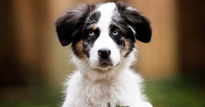 Throughout My Career As A Dog Photographer I’ve Met A Lot Of Wonderful ...