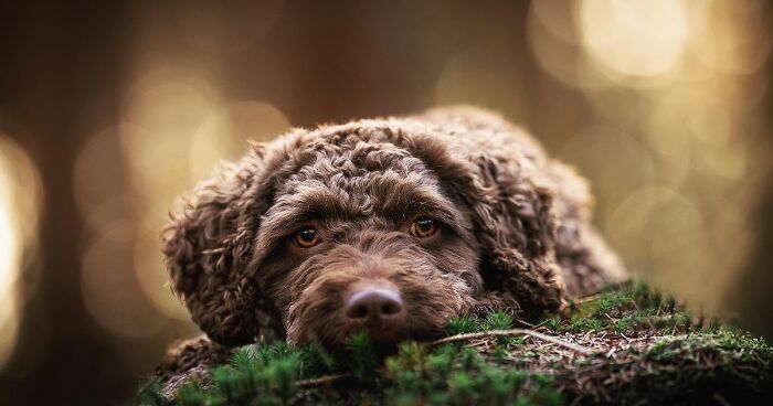 Throughout My Career As A Dog Photographer I’ve Met A Lot Of Wonderful ...