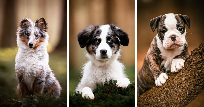 Throughout My Career As A Dog Photographer I’ve Met A Lot Of Wonderful ...