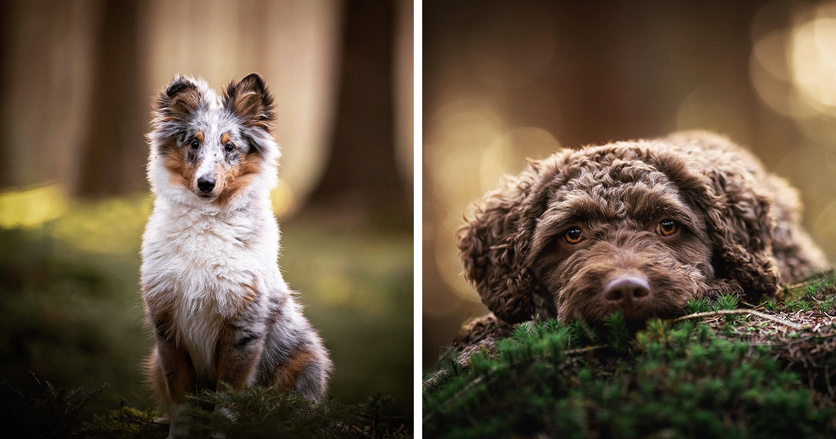 Throughout My Career As A Dog Photographer I’ve Met A Lot Of Wonderful ...