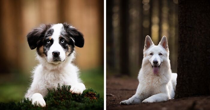 Throughout My Career As A Dog Photographer I’ve Met A Lot Of Wonderful ...