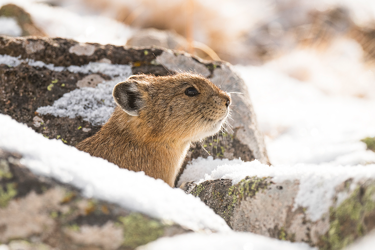 The Real-Life Pikachu: I Photograph The American Pika In Their Extreme ...