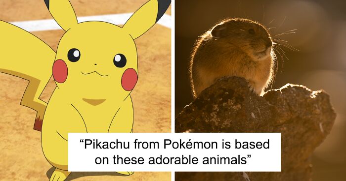 The Real-Life Pikachu: I Photograph The American Pika In Their Extreme ...
