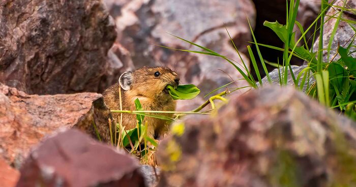The Real-Life Pikachu: I Photograph The American Pika In Their Extreme ...
