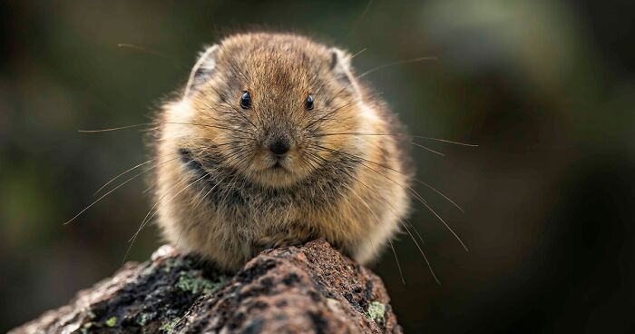 The Real-Life Pikachu: I Photograph The American Pika In Their Extreme ...