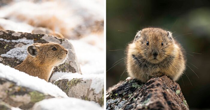 The Real-Life Pikachu: I Photograph The American Pika In Their Extreme ...