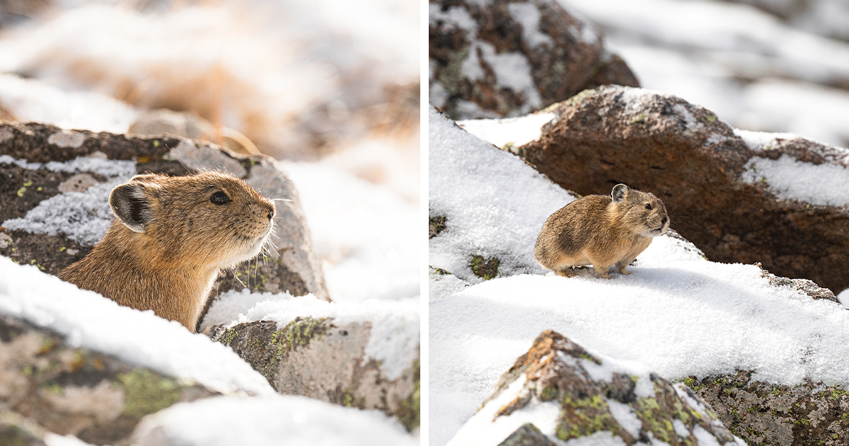The Real-Life Pikachu: I Photograph The American Pika In Their Extreme ...