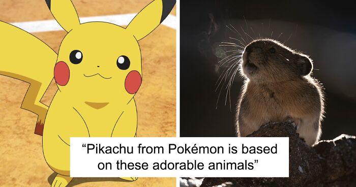 The Real-Life Pikachu: I Photograph The American Pika In Their Extreme ...