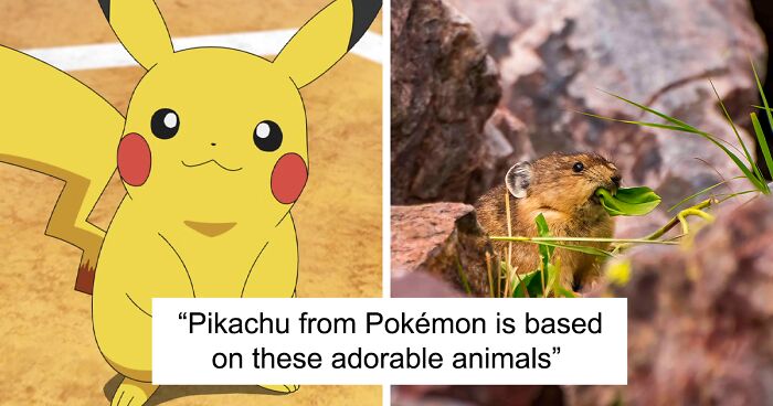 The Real-Life Pikachu: I Photograph The American Pika In Their Extreme ...