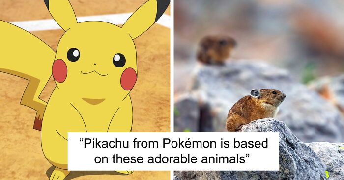 The Real-Life Pikachu: I Photograph The American Pika In Their Extreme ...
