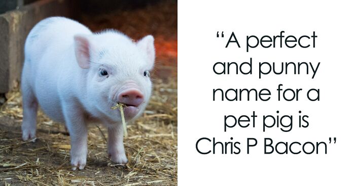 125 Pig Puns That Might Make You Squeal With Joy | Bored Panda
