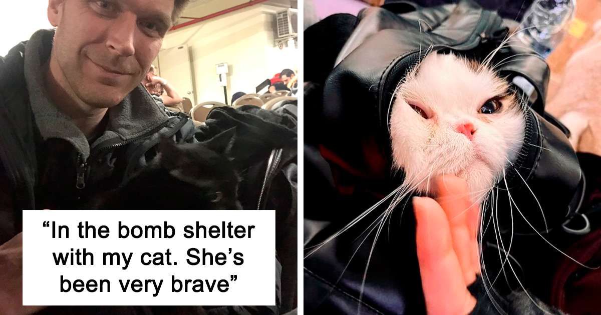 Brave Cat Meme 40 Photos Of Ukrainian Folks With Their Pets Amidst The