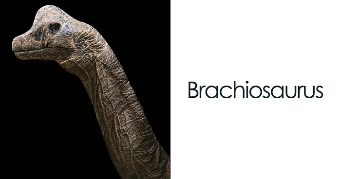 Artist Shows How These Extinct Animals Might’ve Looked In Real Life In ...