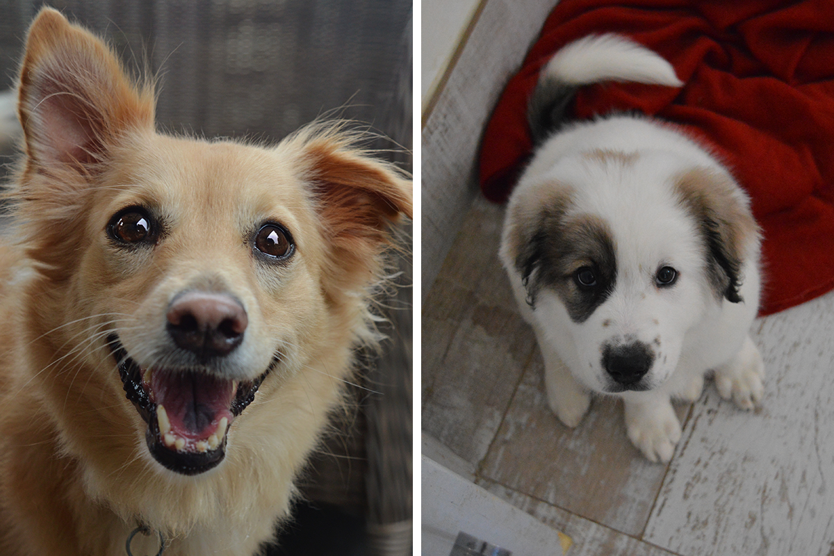 I Photographed These Rescued Animals To Prove That They Deserve A ...