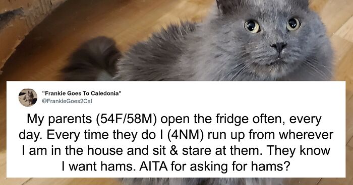 35 AITA Posts That Are Funny Because They Are Written From A Cat’s ...