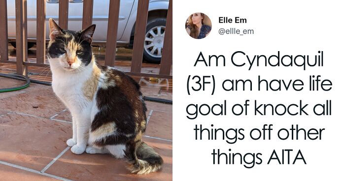 35 AITA Posts That Are Funny Because They Are Written From A Cat’s ...