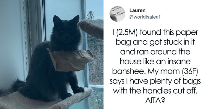 35 AITA Posts That Are Funny Because They Are Written From A Cat’s ...