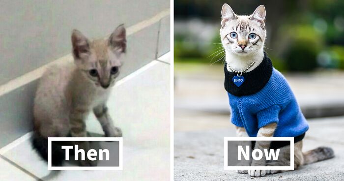 Artist Captured 17 Incredible Transformations Of Neglected Animals ...