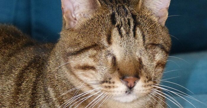 Love Is Blind: Cat From Greece Finds A Loving Home In Londoner’s Home ...