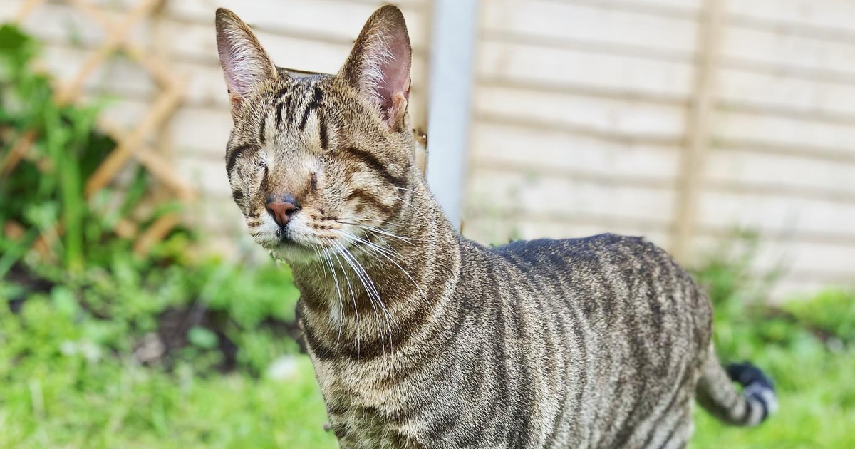 Love Is Blind Cat From Greece Finds A Loving Home In Londoner s Home Love Is Blind Cat From Greece Finds A Loving Home In Londoner s Home