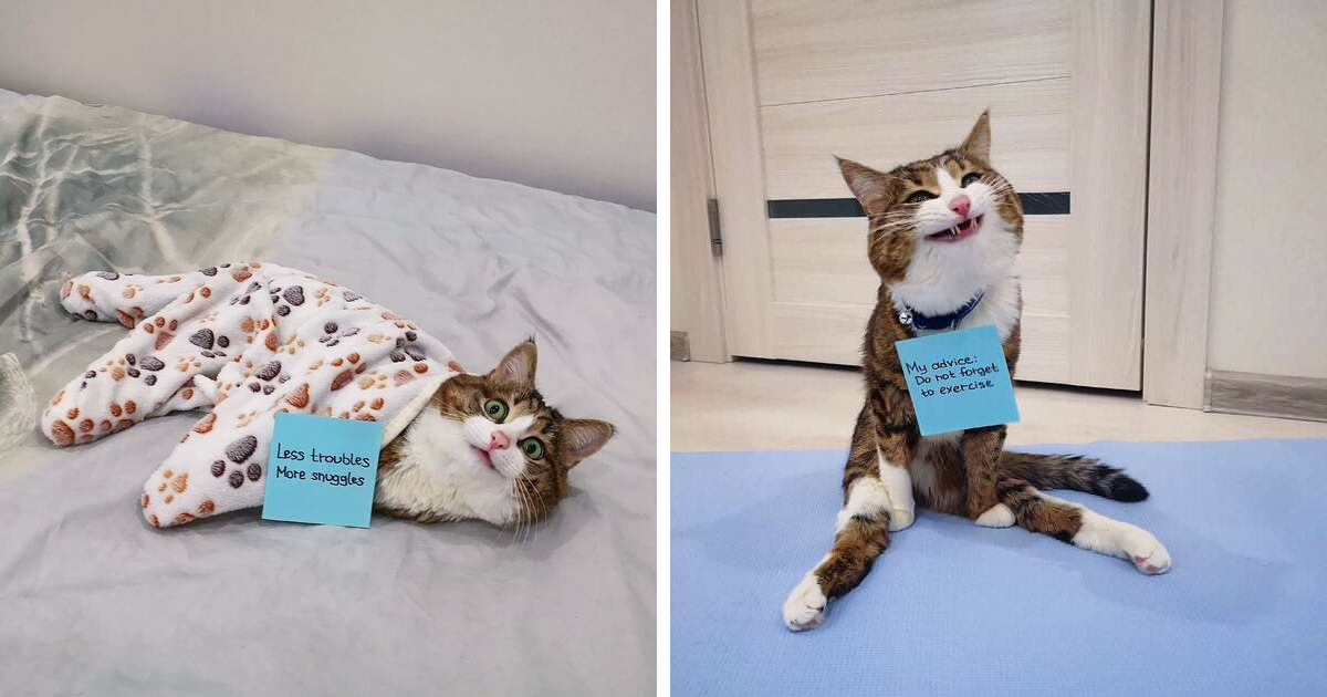 Meet Rexie, The Expressive Disabled Cat Who Gives You All The Pawsitive ...