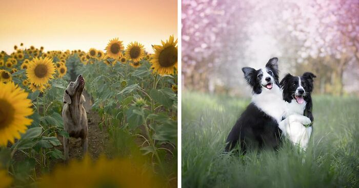 I Love Capturing The Joyful Souls Of Dogs Through My Photography (62 ...