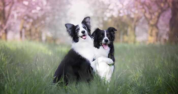 I Love Capturing The Joyful Souls Of Dogs Through My Photography (62 ...