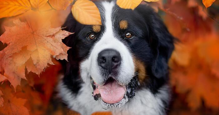 I Love Capturing The Joyful Souls Of Dogs Through My Photography (62 ...