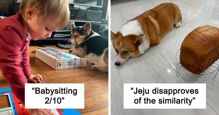 There’s A Facebook Group Dedicated To Pics Of Disapproving Corgis And ...