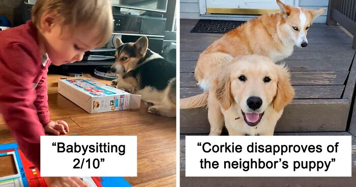 There’s A Facebook Group Dedicated To Pics Of Disapproving Corgis And ...