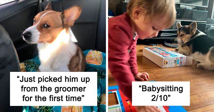 There’s A Facebook Group Dedicated To Pics Of Disapproving Corgis And ...