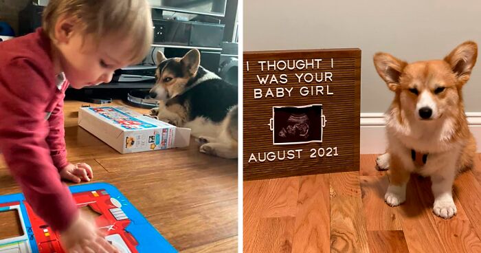 There’s A Facebook Group Dedicated To Pics Of Disapproving Corgis And ...