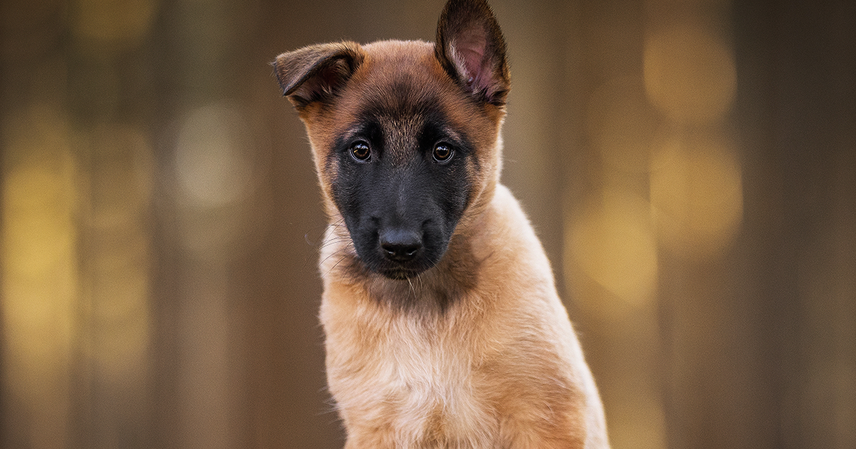 15 Dog Pictures I’ve Captured During Golden Hour | Bored Panda