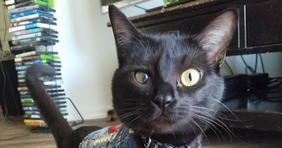 Tarantula Squid Is America’s Number One Kitty (4 Pics) | Bored Panda