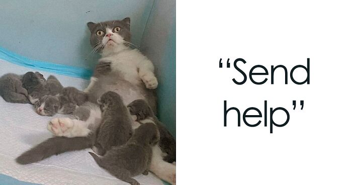 50 Of The Cutest Animal Parenting Moments Ever (New Pics)