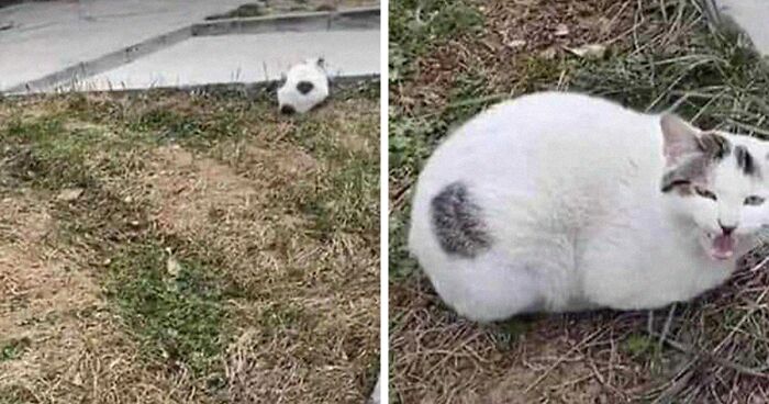 This Instagram Account Shares Animal Pictures That Are Impossible To ...